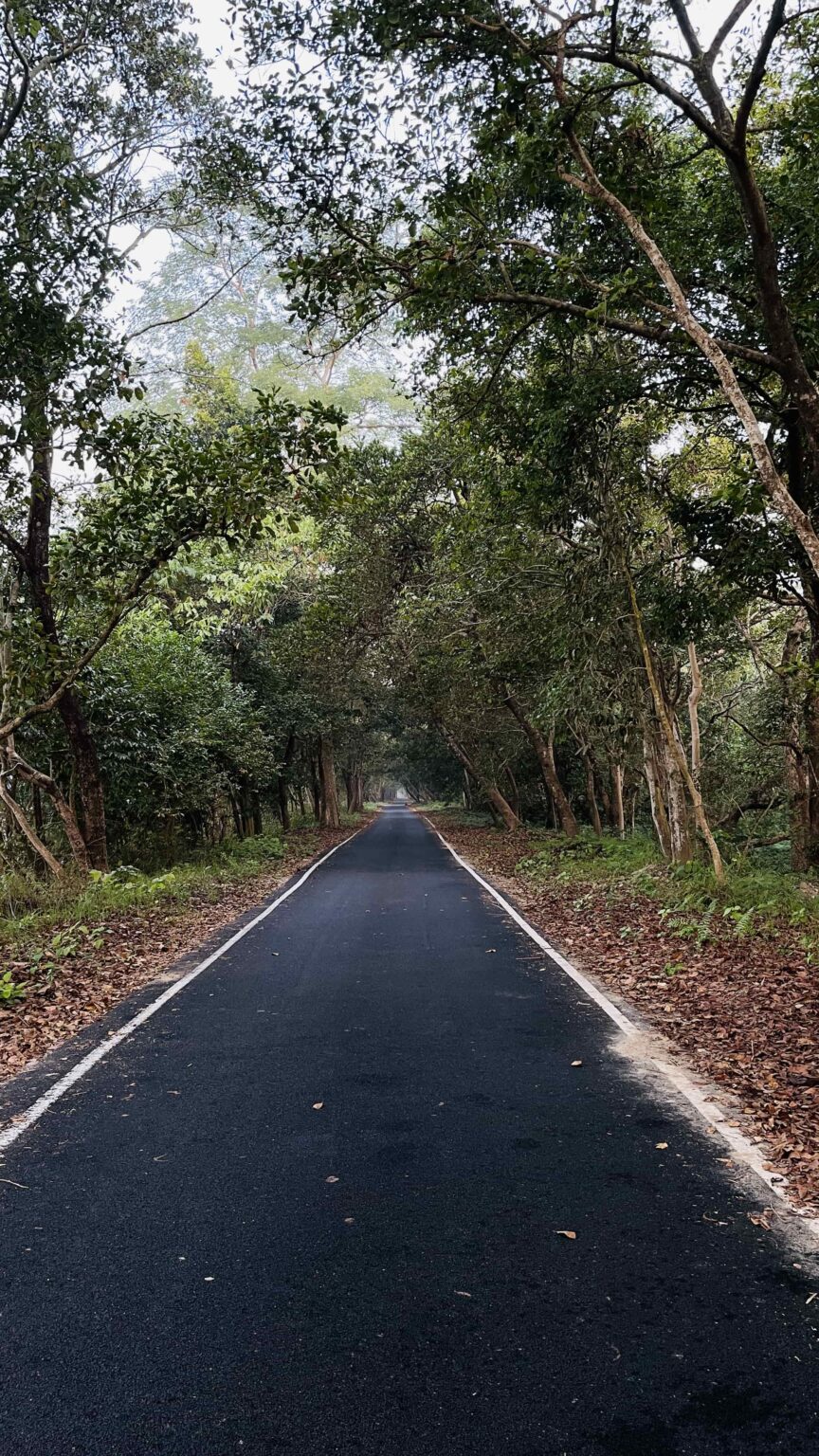 Pilibhit Tiger Reserve: All you need to know before planning